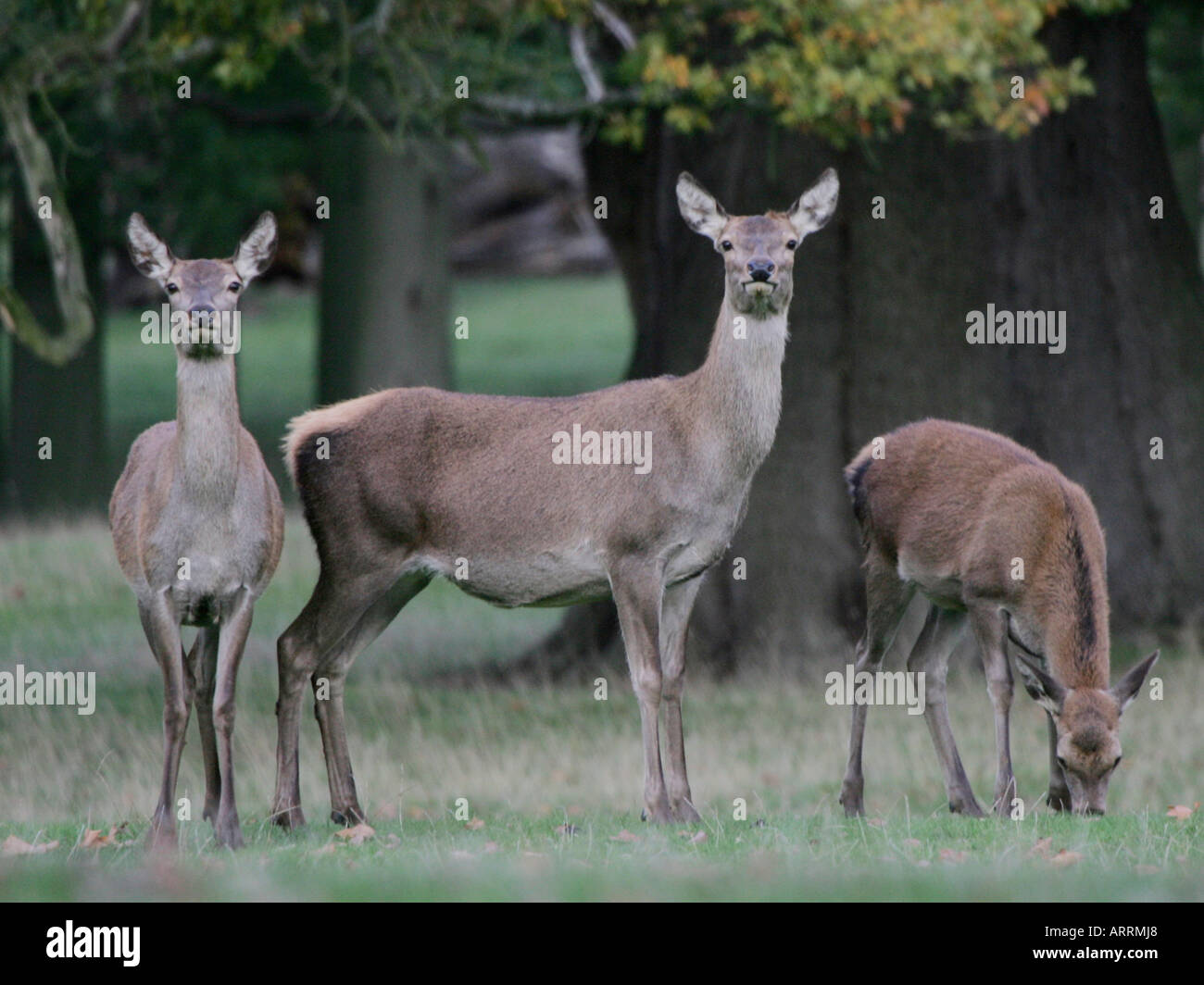 Family deer hi-res stock photography and images - Alamy