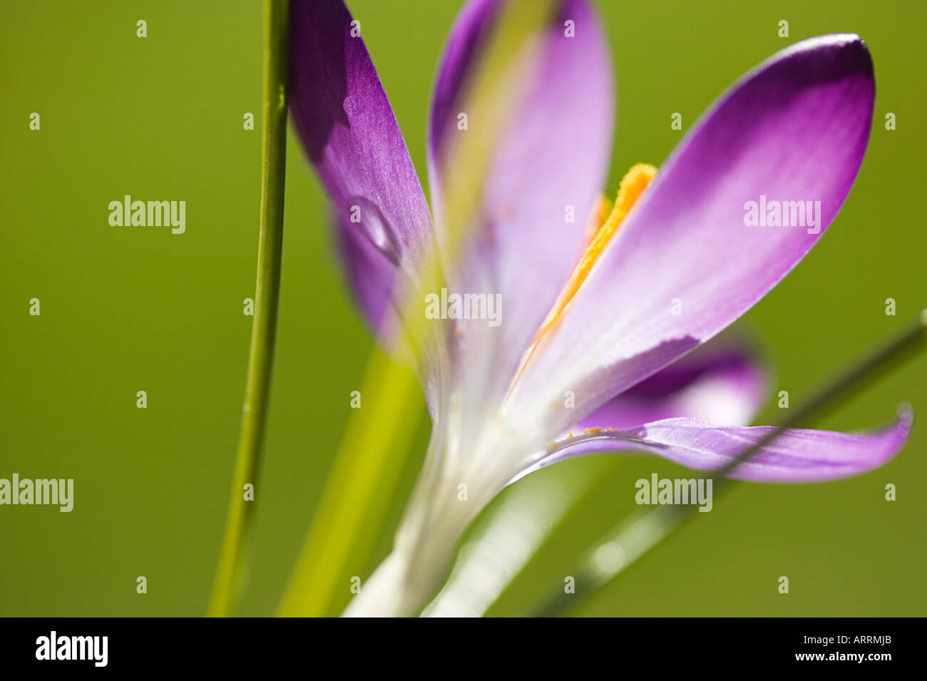 Crocus type flower hi-res stock photography and images - Alamy