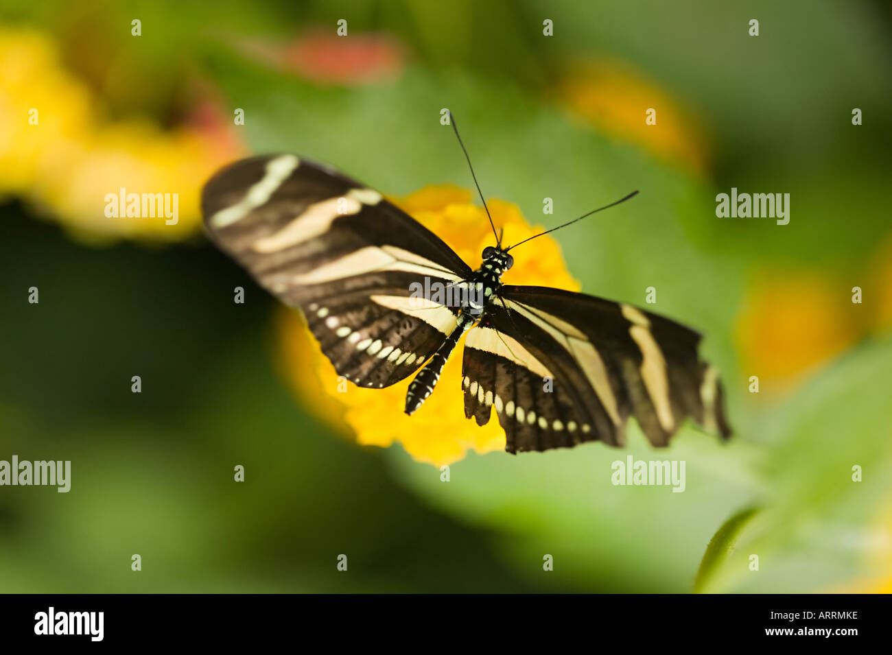 Zebra longwing bu hi-res stock photography and images - Alamy