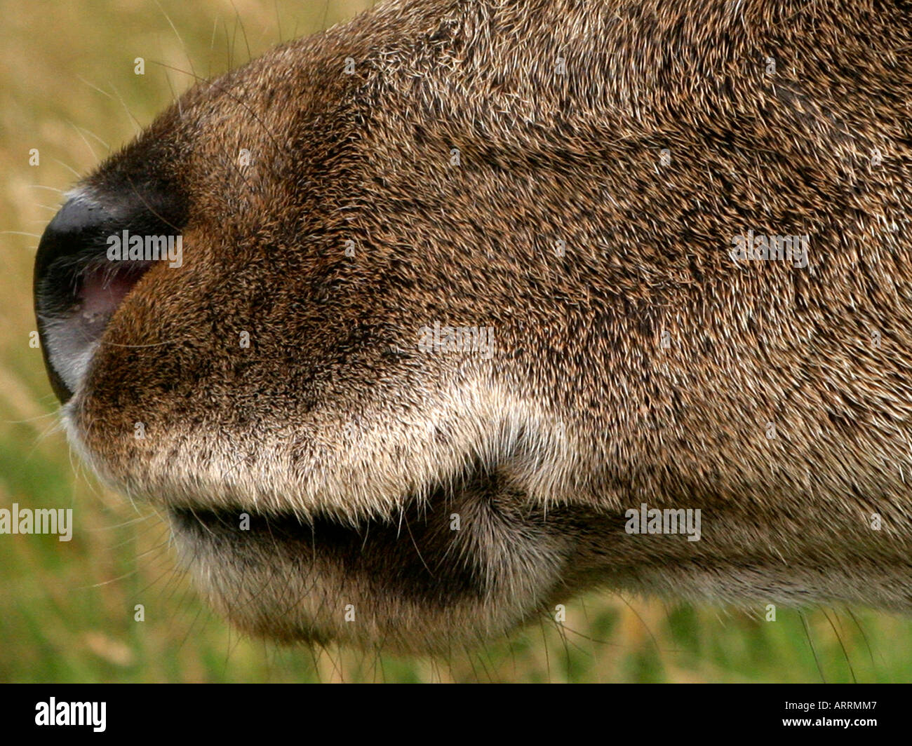 Deers nose hi-res stock photography and images - Alamy