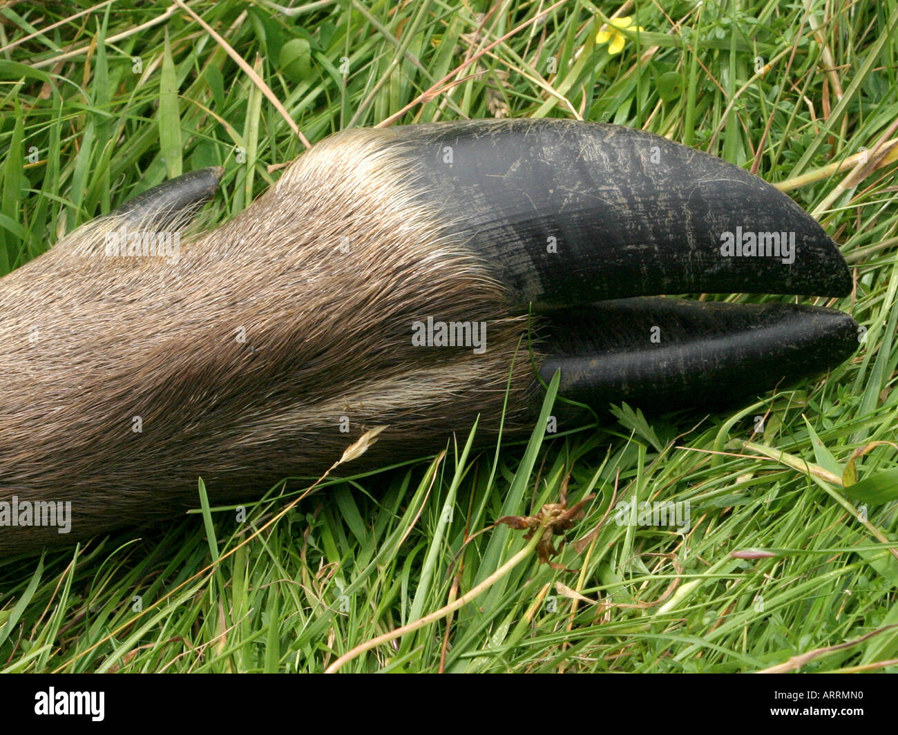 Cloven hoof hi-res stock photography and images - Alamy