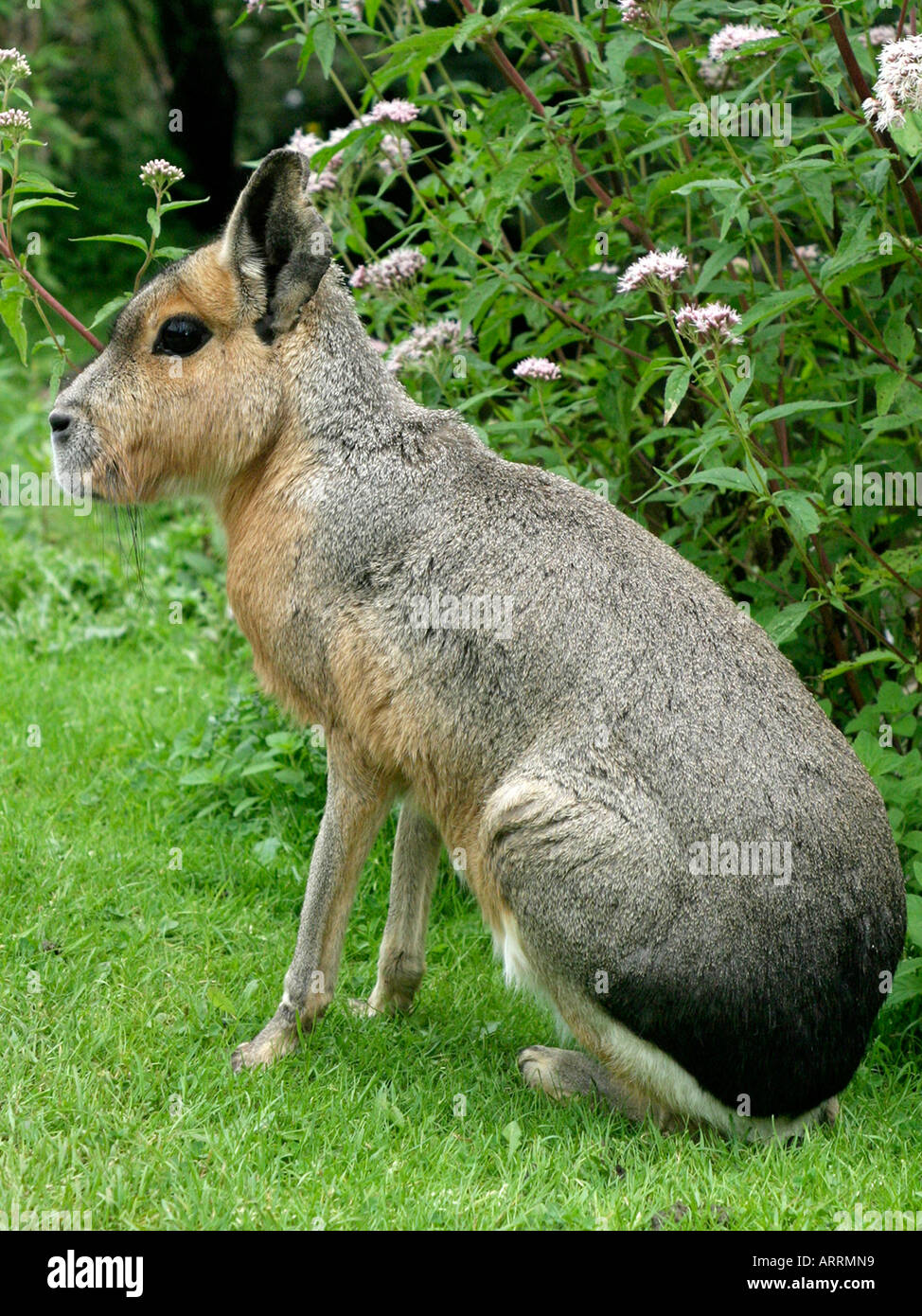 Hare apart hi-res stock photography and images - Alamy