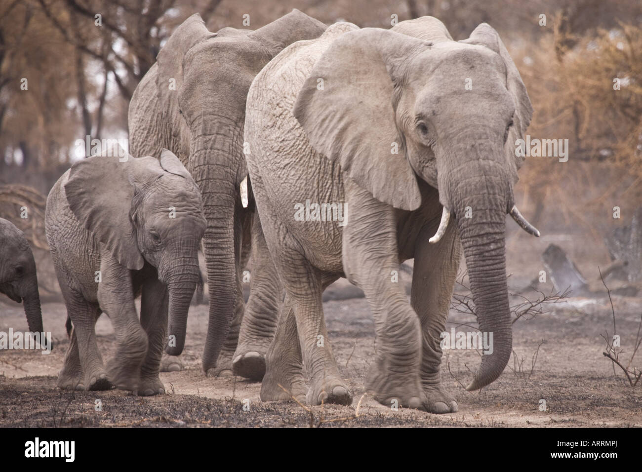 Herd of elephants (loxodonta africana) walk along ground destroyed by ...