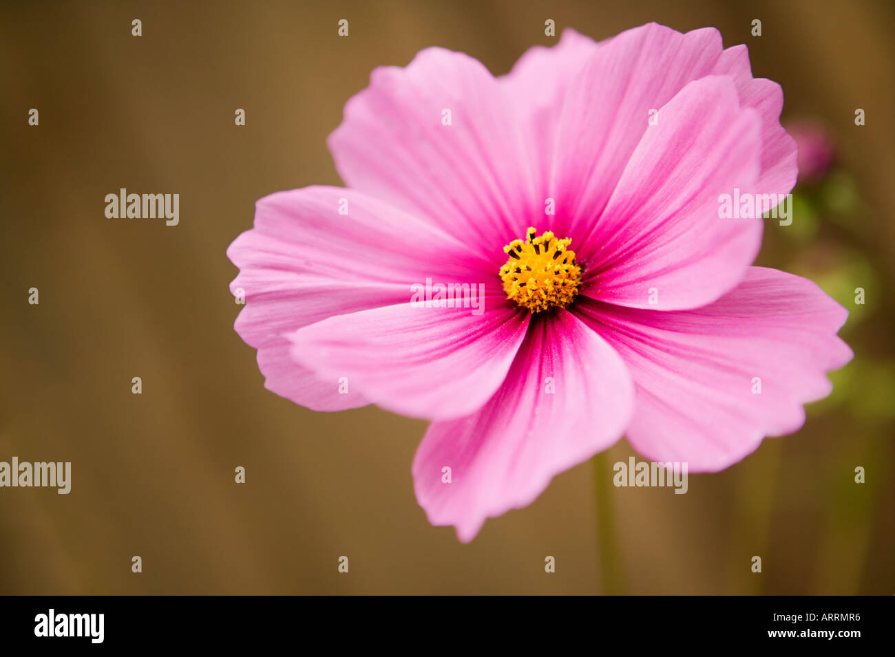 Pink cosmos flower Stock Photo - Alamy