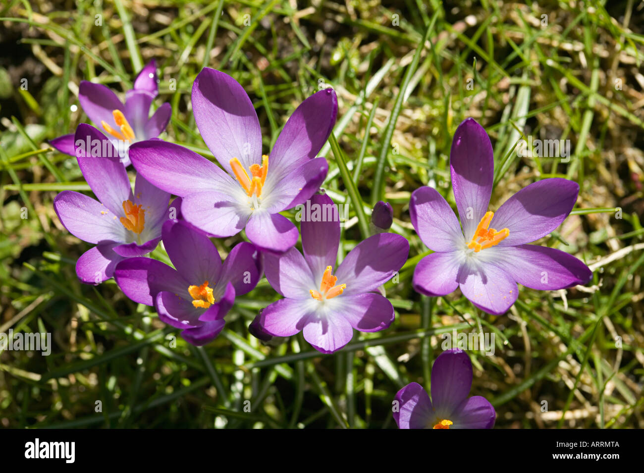 Purple vi hi-res stock photography and images - Alamy
