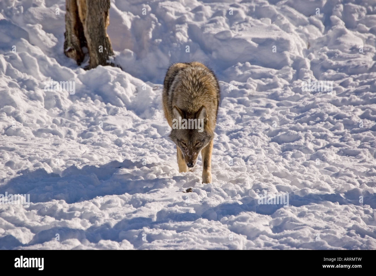 A Single Coyote Stock Photo - Alamy