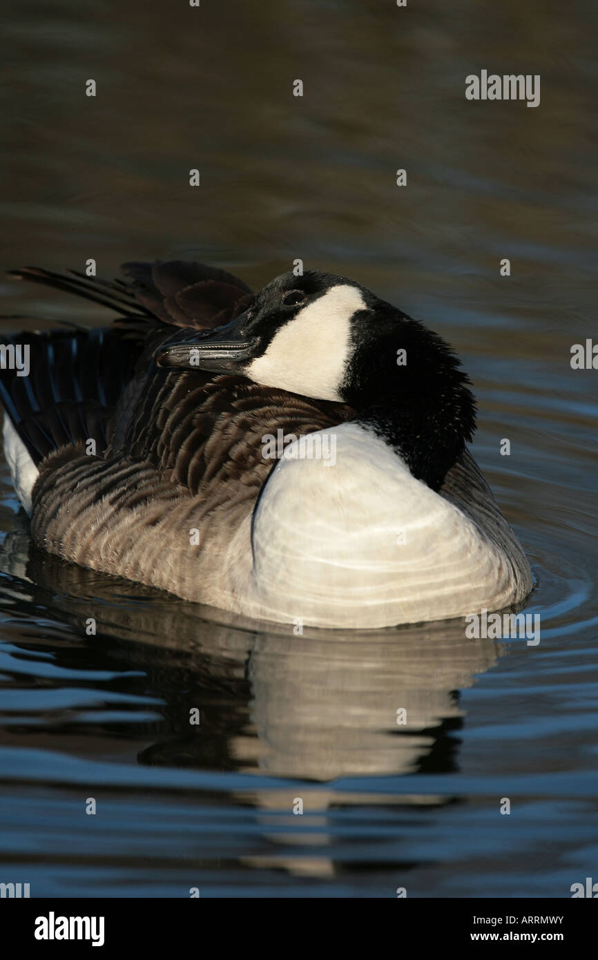 Canada goose preening behaviour hi-res stock photography and images - Alamy