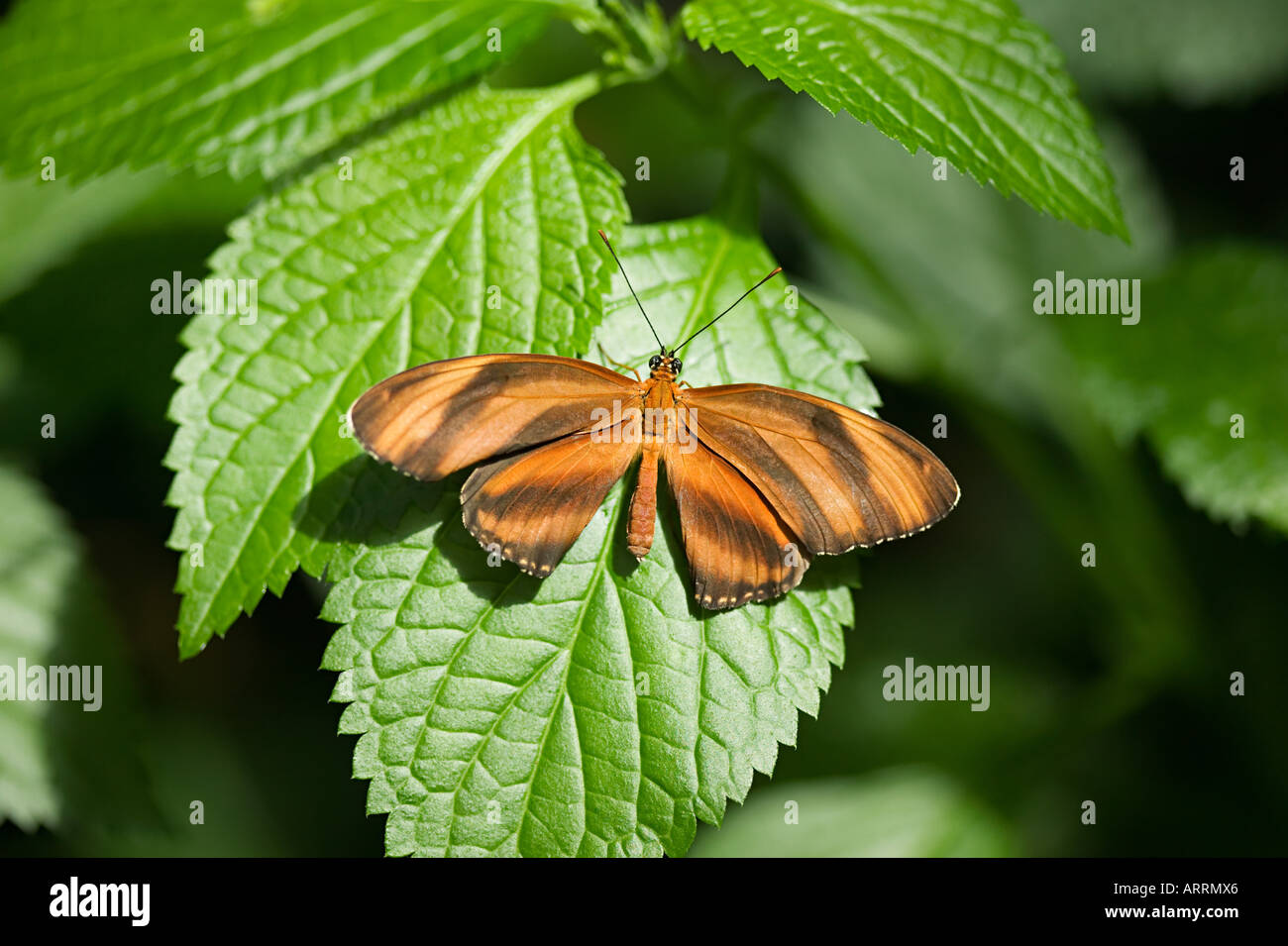 Orange butterfly detail hi-res stock photography and images - Alamy