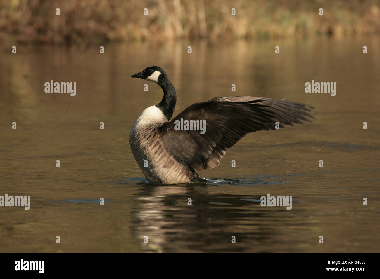 Canada goose Branta canadensis flapping its wings Stock Photo - Alamy