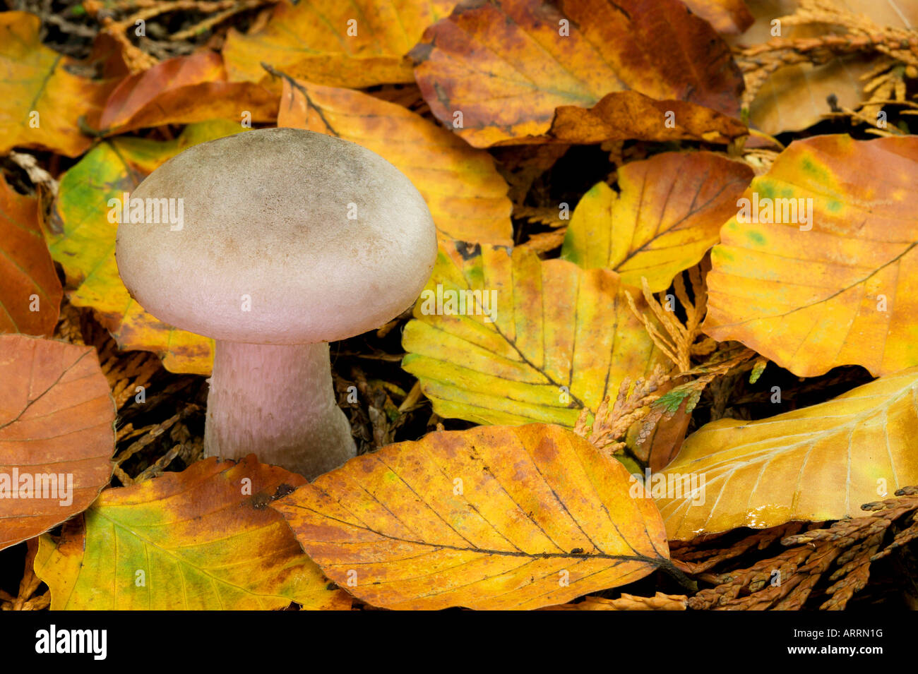 Fall mushroom hi-res stock photography and images - Alamy