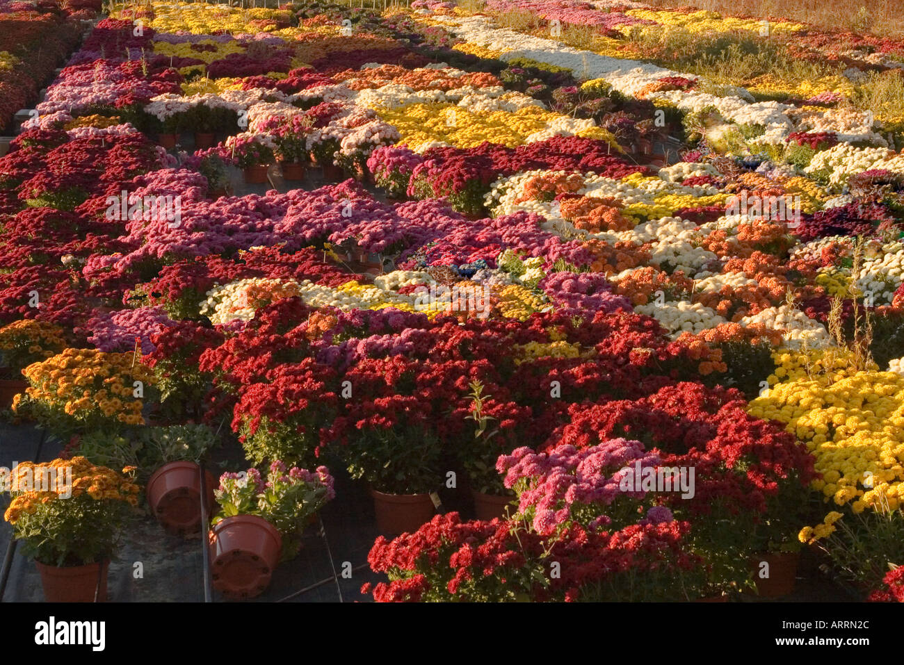Mums on display at a nursery Stock Photo - Alamy