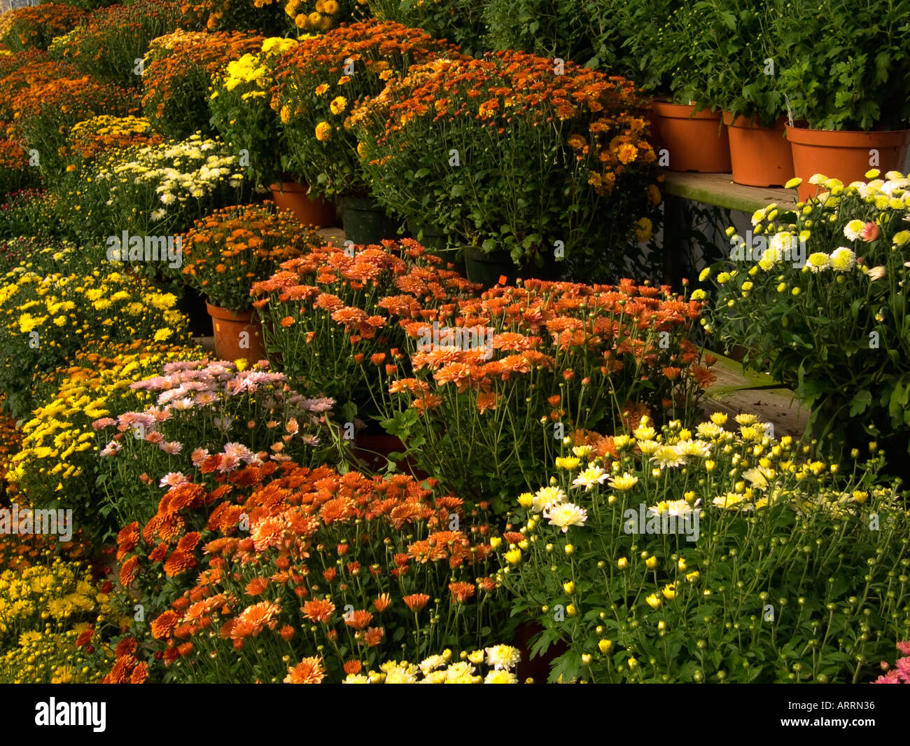 Hardy mums hi-res stock photography and images - Alamy