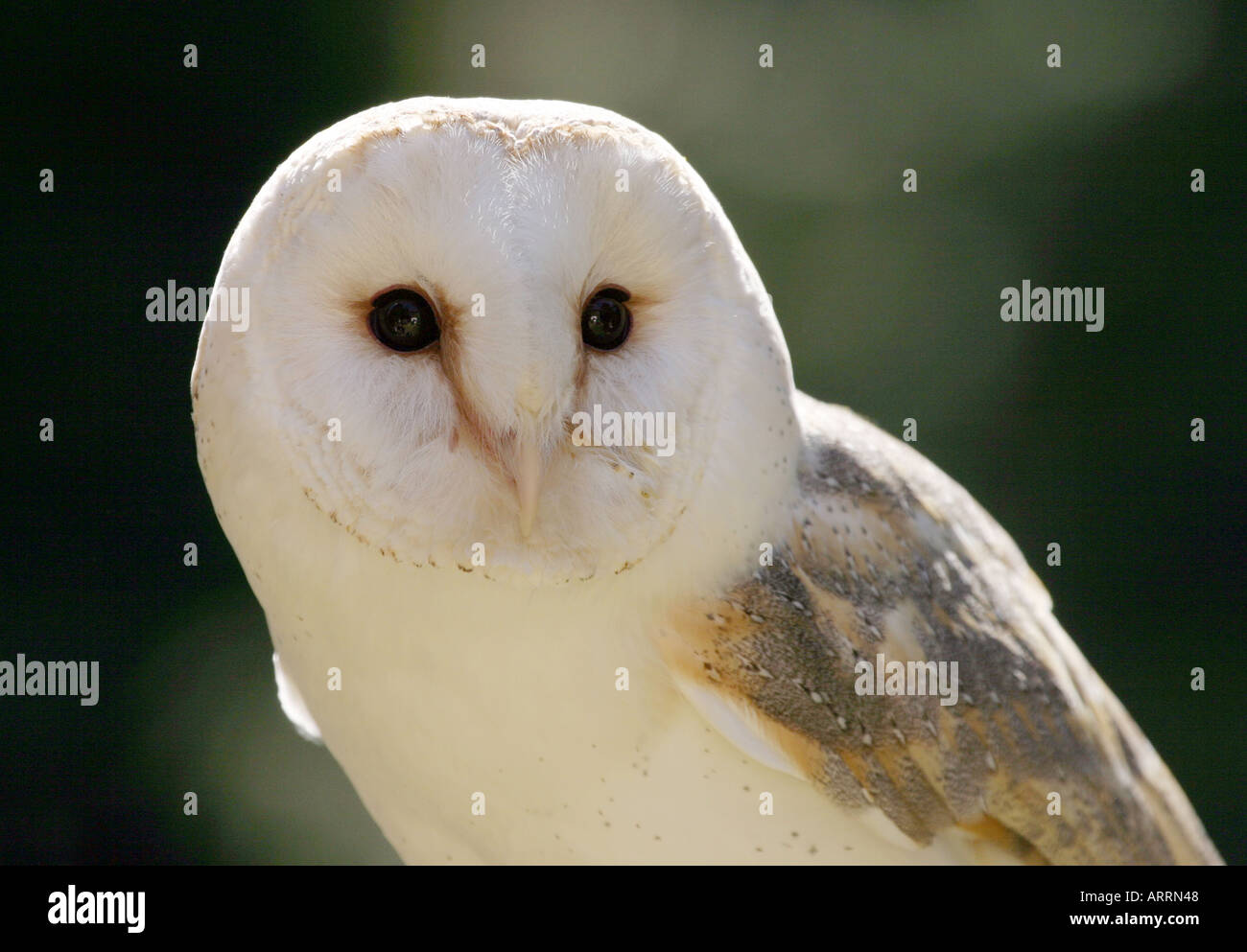 Barn owl head hi-res stock photography and images - Alamy