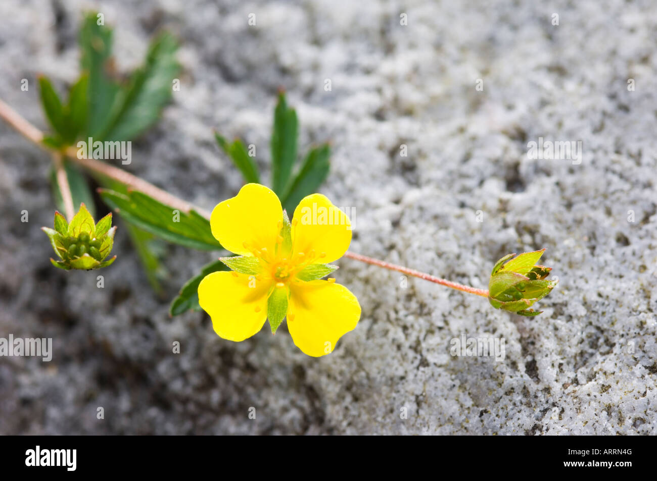 Tormentil, Potentilla erecta, growing by granite rock, Glen Quoich ...