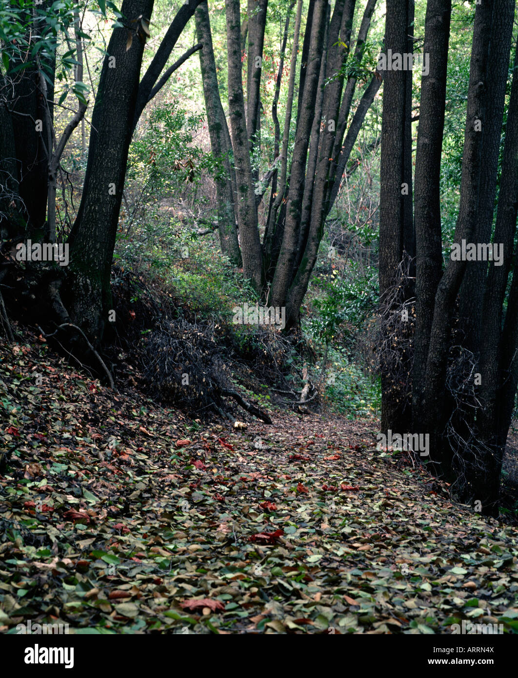 Autumn landscape forest path hi-res stock photography and images - Alamy
