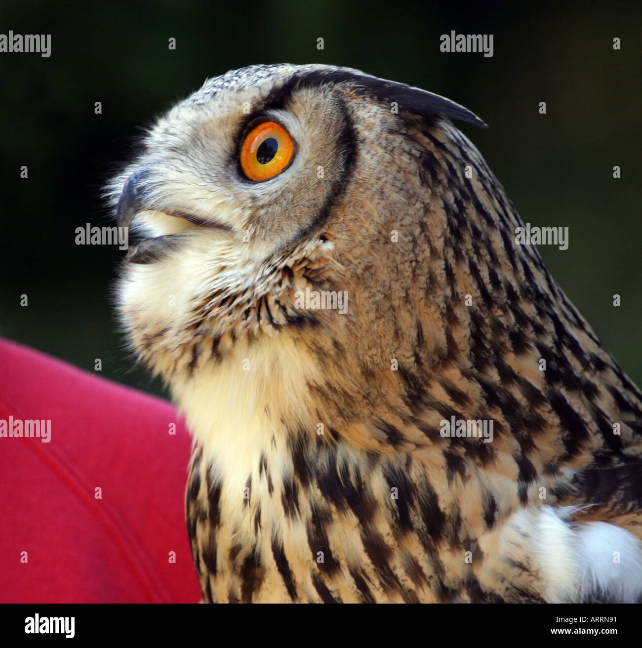 Owl head hi-res stock photography and images - Alamy