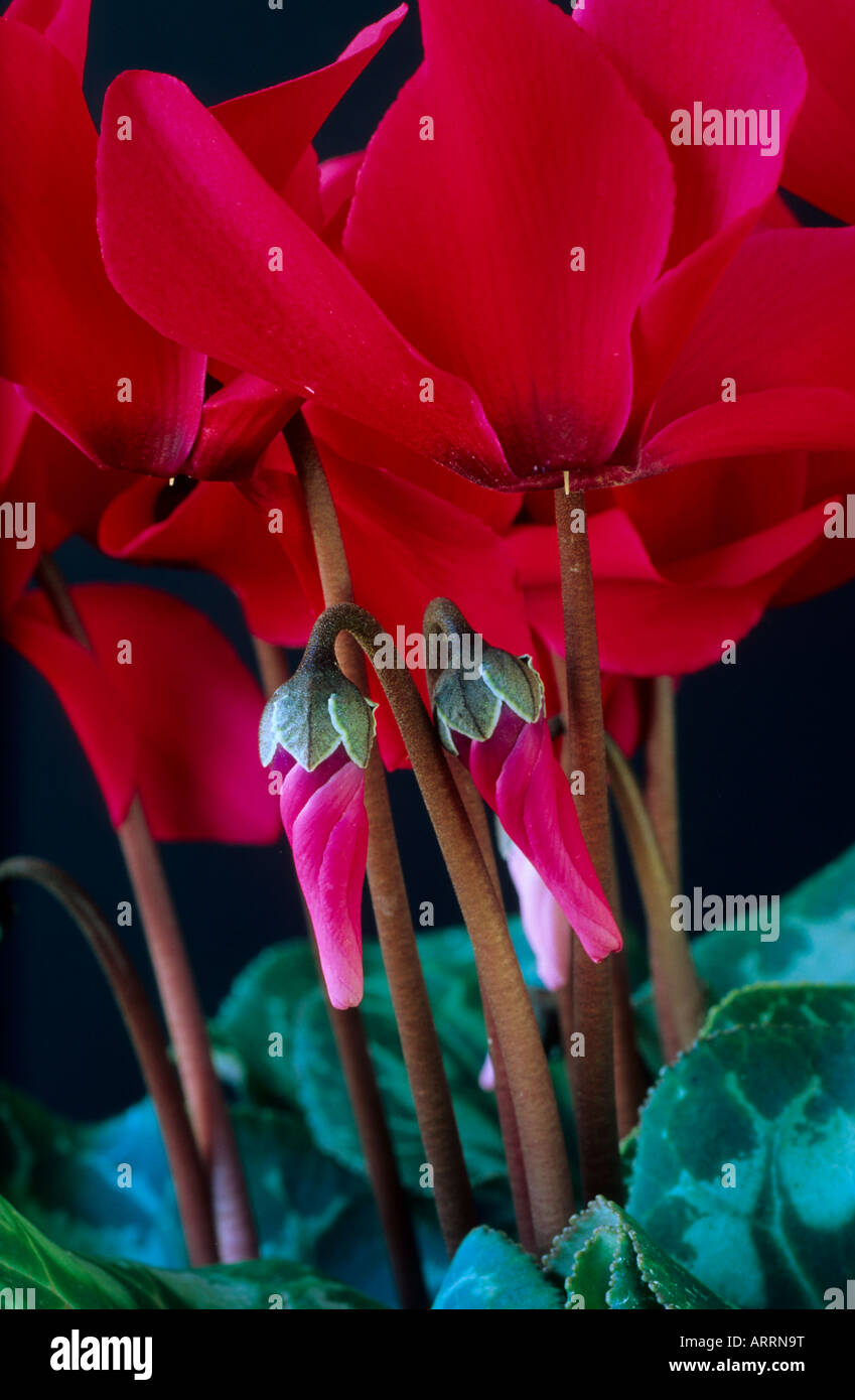 Red Cyclamen High Resolution Stock Photography and Images - Alamy