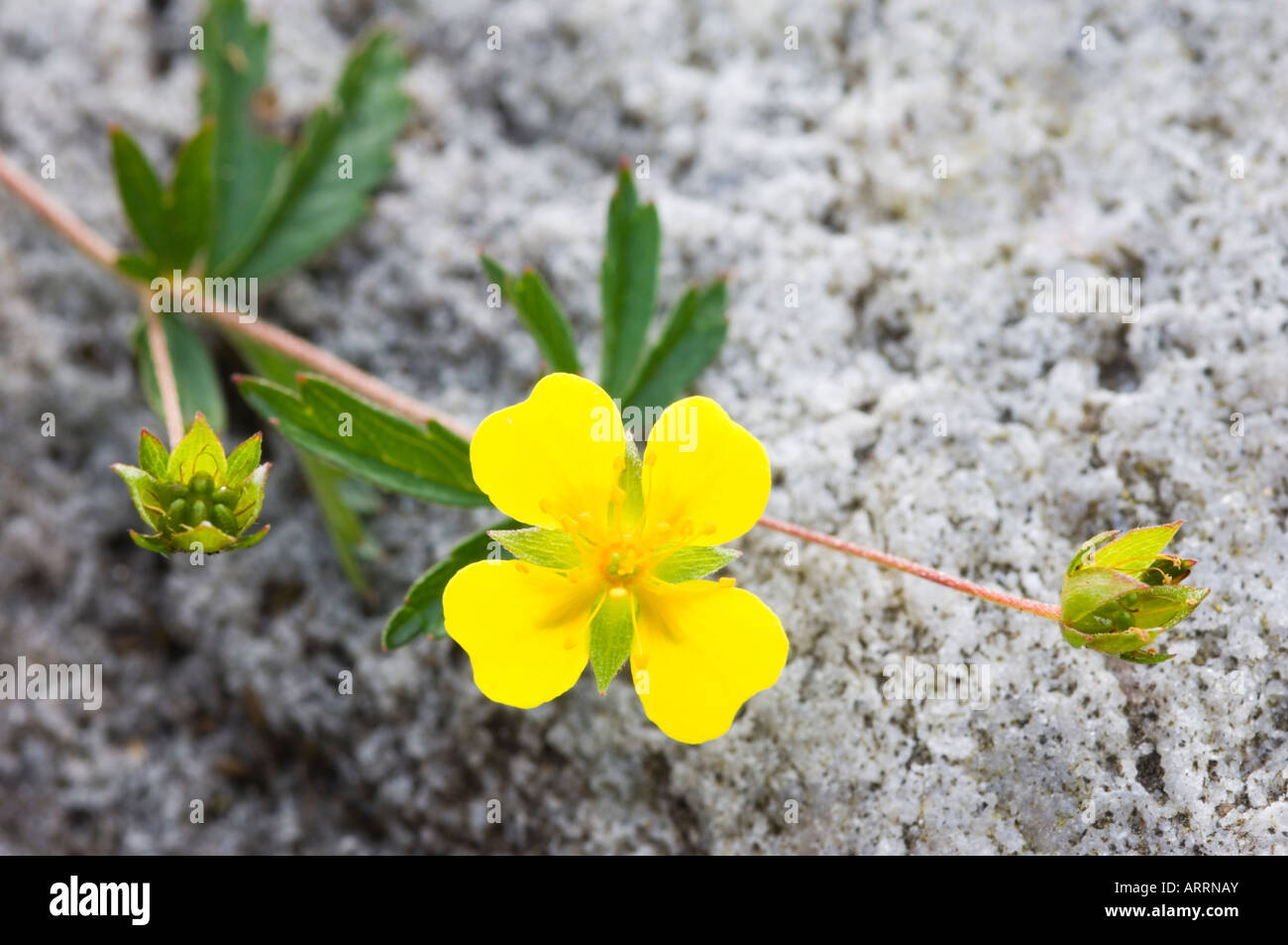 Tormentil, Potentilla erecta, growing by granite rock, Glen Quoich ...