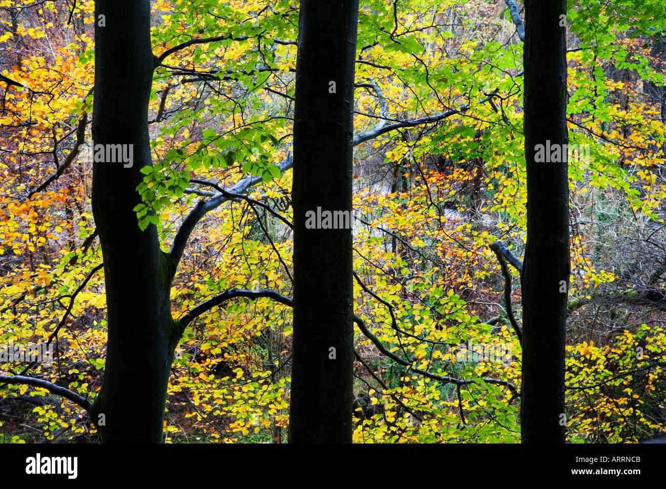 Beech Trees in Autumn at Strid Wood Yorkshire Dales National Park ...