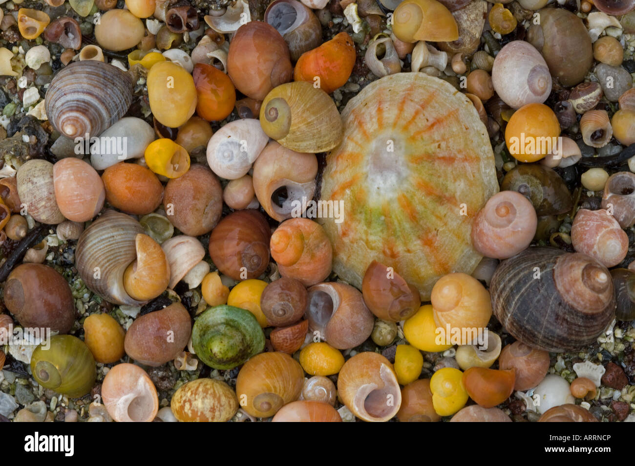 Topshell hi-res stock photography and images - Alamy