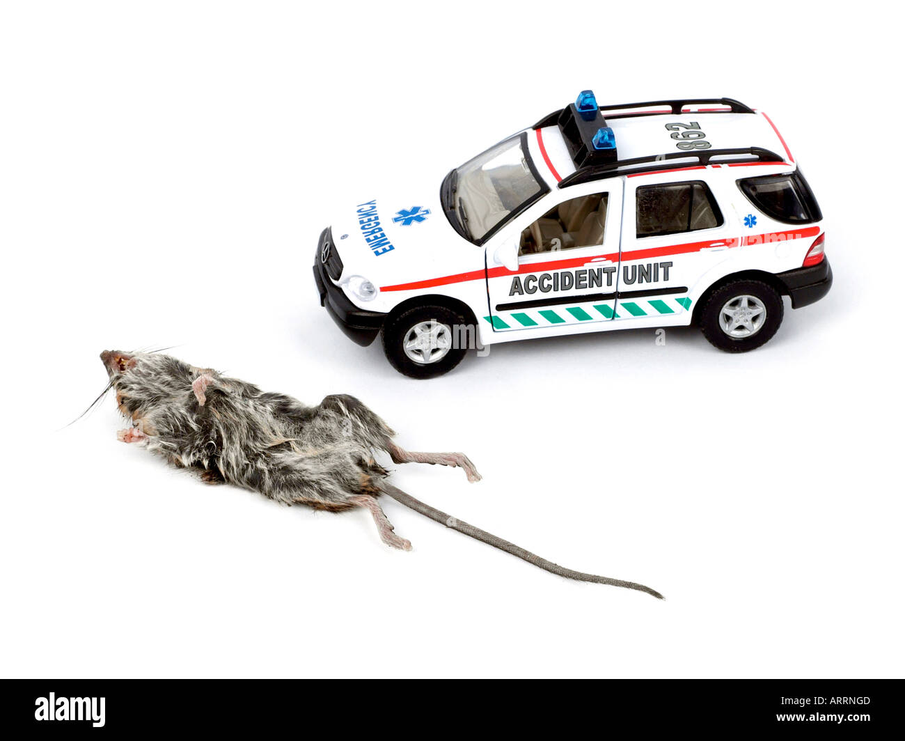 Dead mouse road roadkill Cut Out Stock Images & Pictures - Alamy