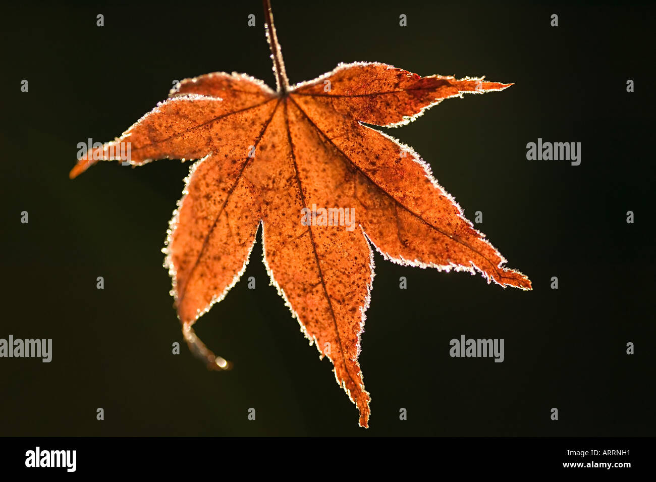 Maple leaf tail hi-res stock photography and images - Alamy