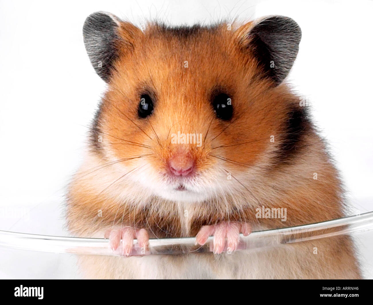 A golden hamster Stock Photo - Alamy