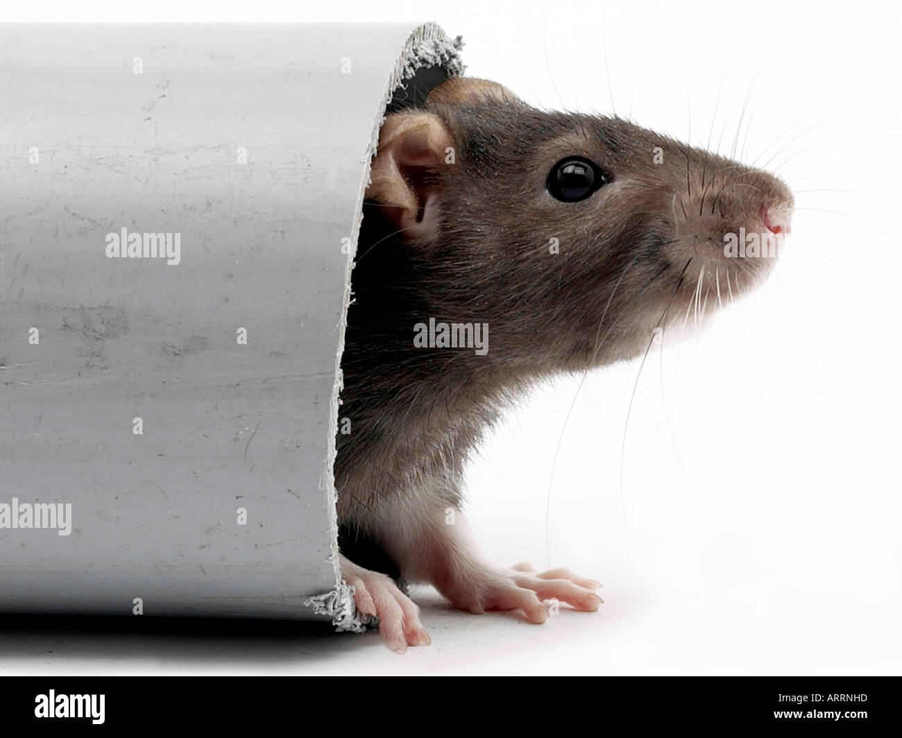 Naughty rat sniffing smelling hi-res stock photography and images - Alamy