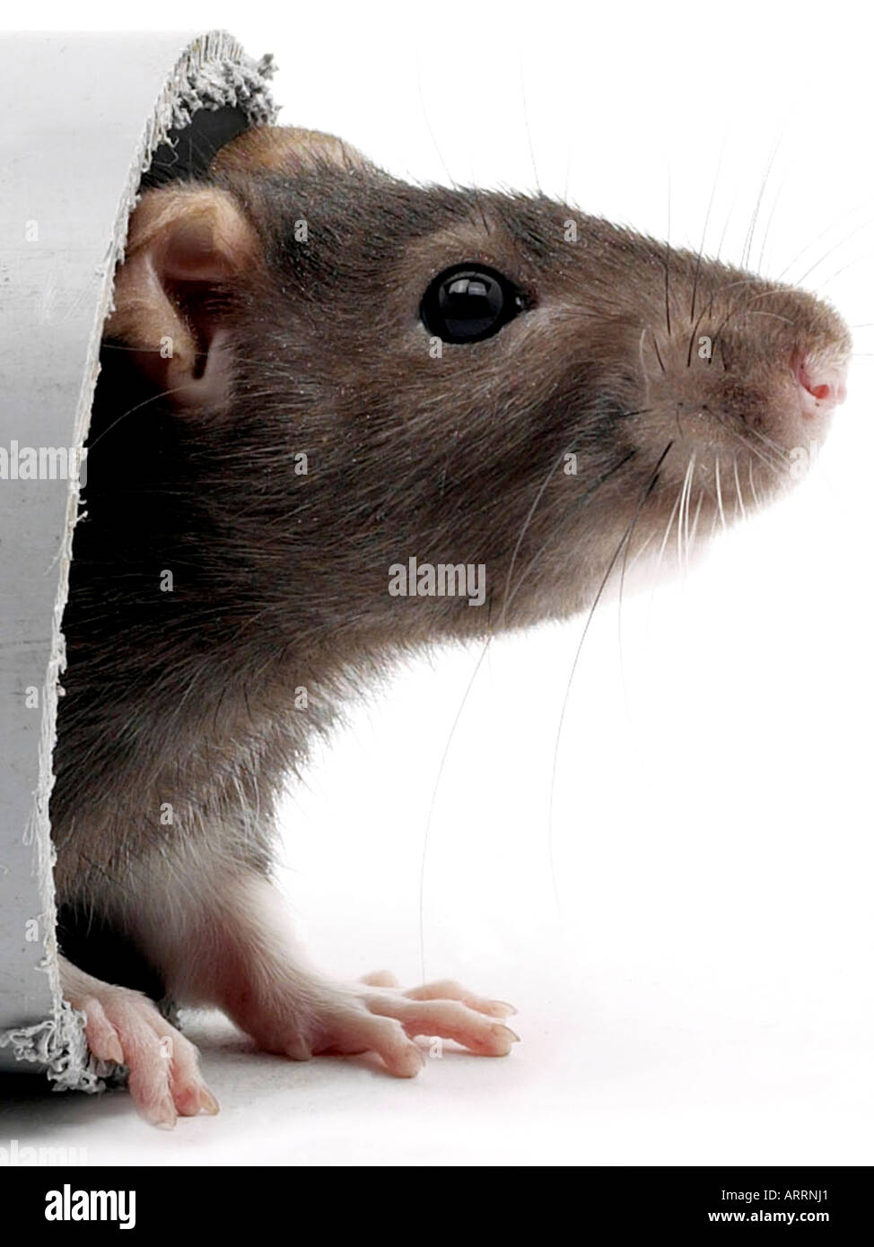 Rat head profile hi-res stock photography and images - Alamy