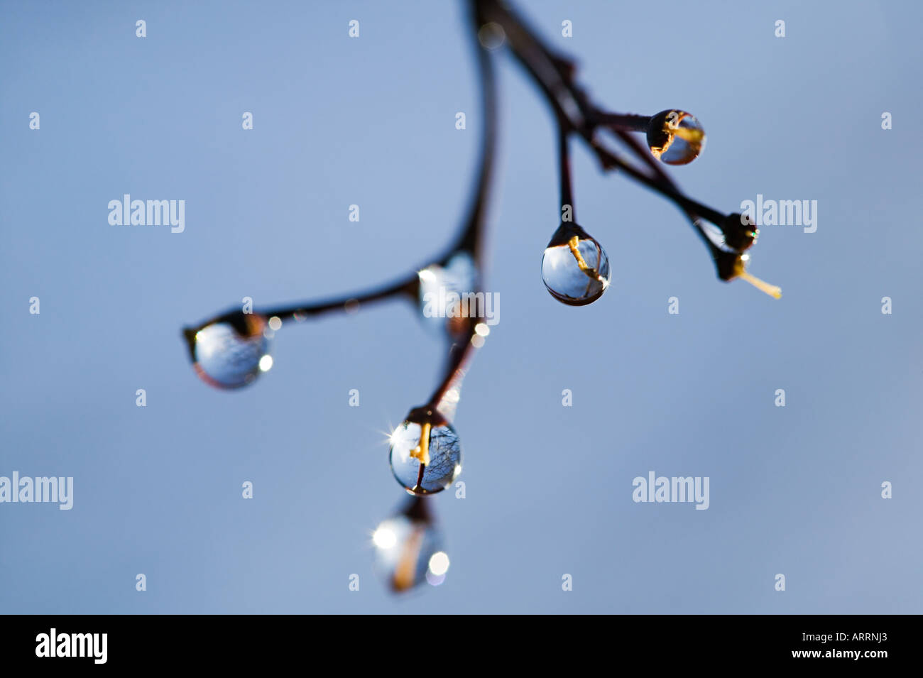 Water droplets on a plant Stock Photo - Alamy