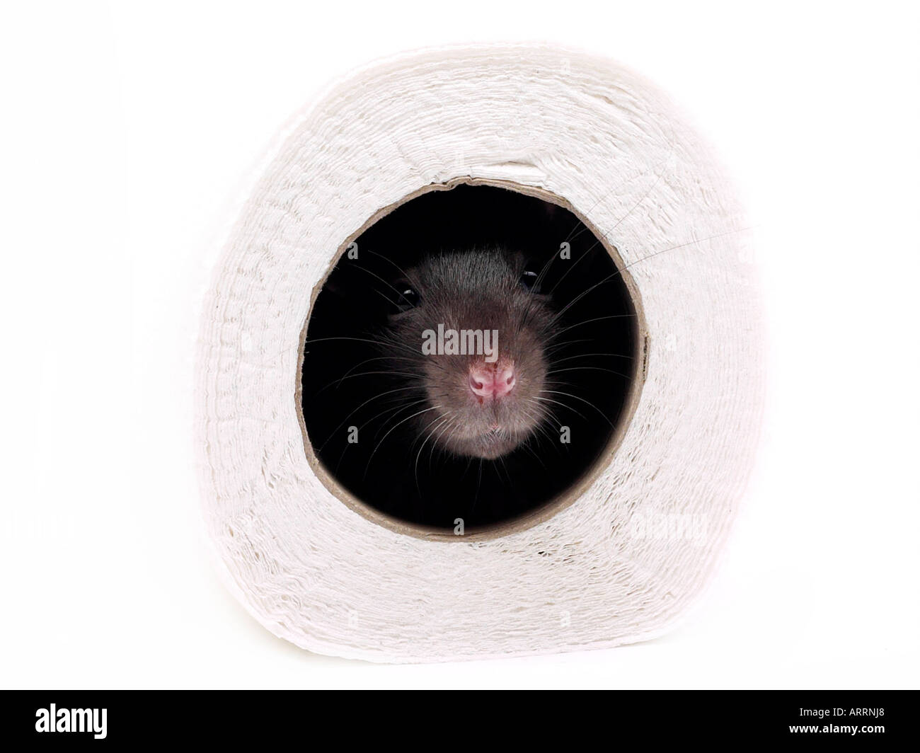 A rat peering out - are you in or out Stock Photo - Alamy