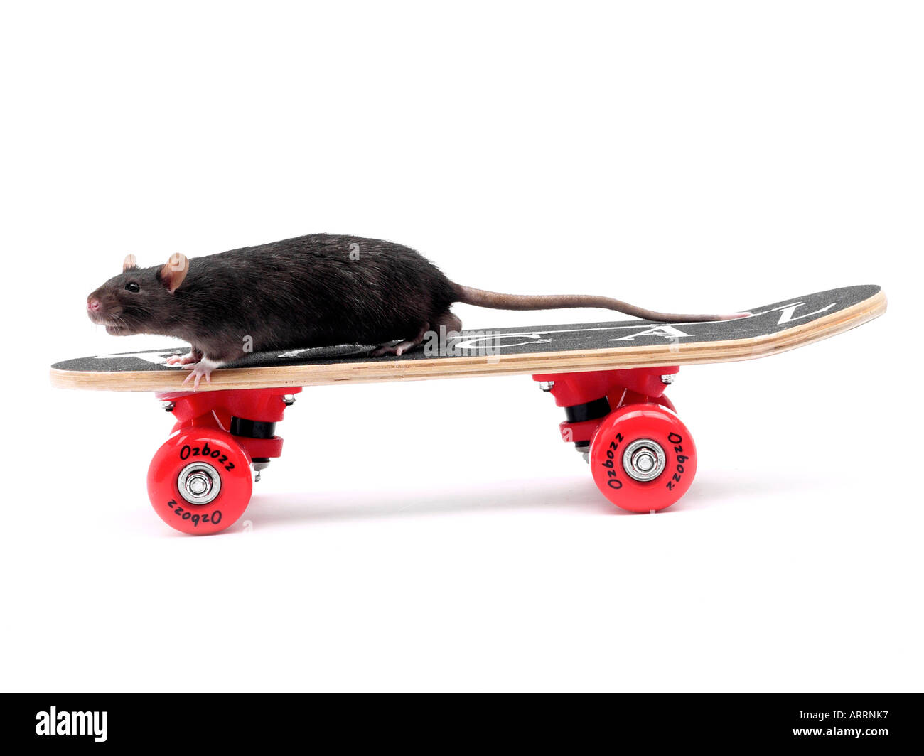 Humourus Cut Out Stock Images & Pictures - Alamy