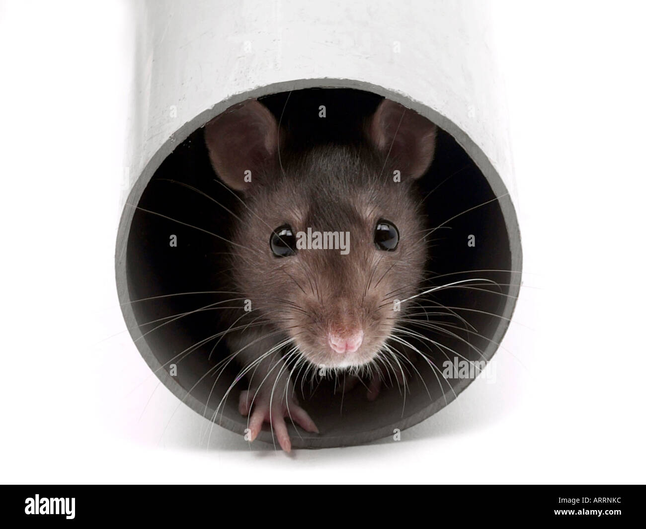Naughty rat hi-res stock photography and images - Alamy