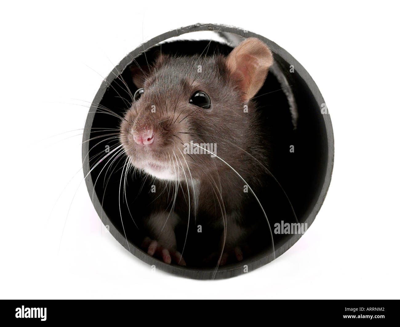 A rat peering out from a drainpipe Stock Photo - Alamy