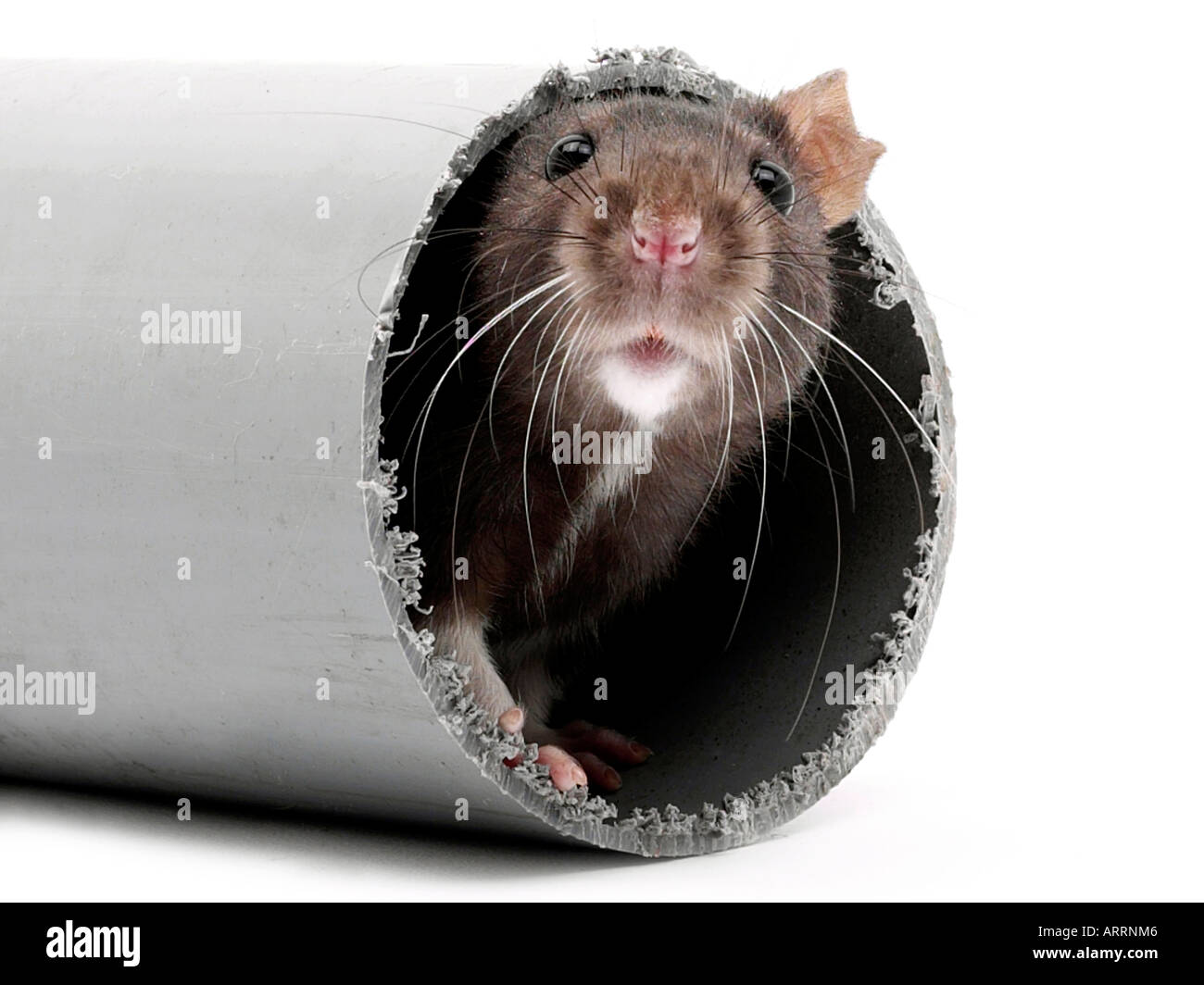 A rat peering out from a drainpipe Stock Photo - Alamy