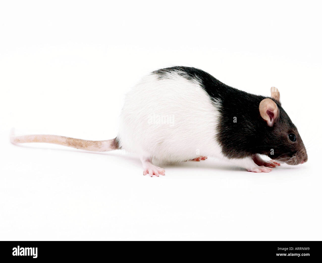 Tame rat hi-res stock photography and images - Alamy
