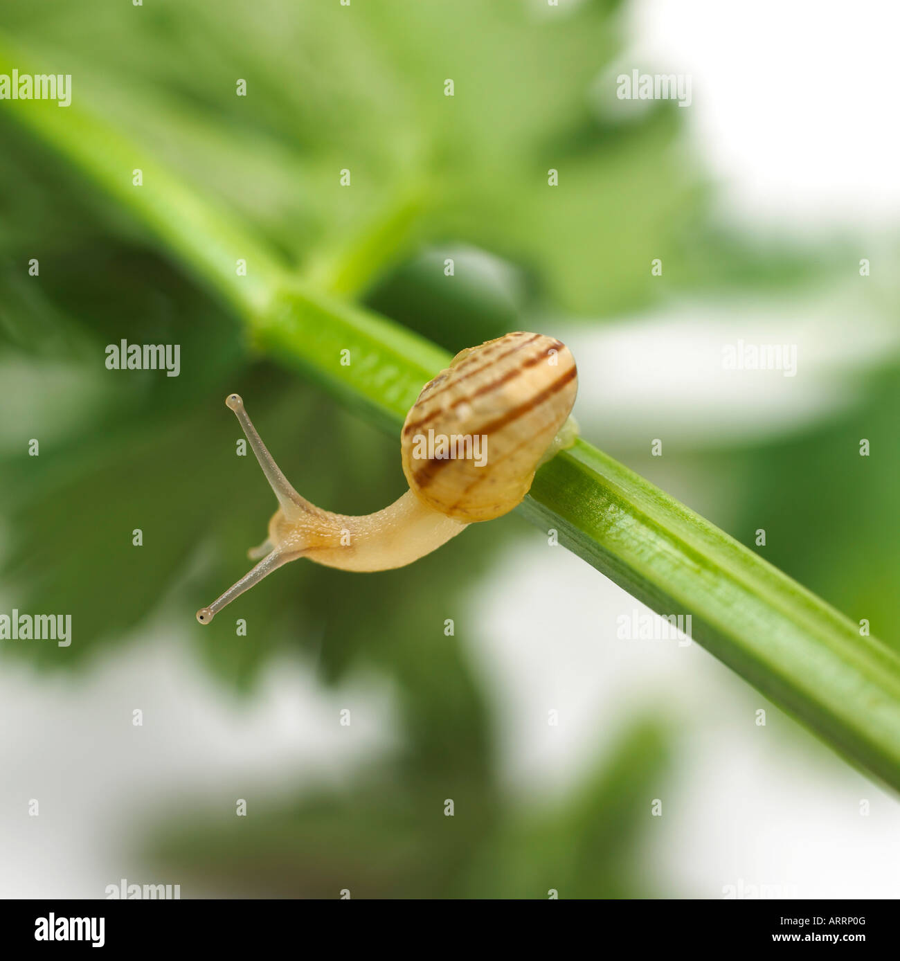 Snail on leaf Stock Photo - Alamy
