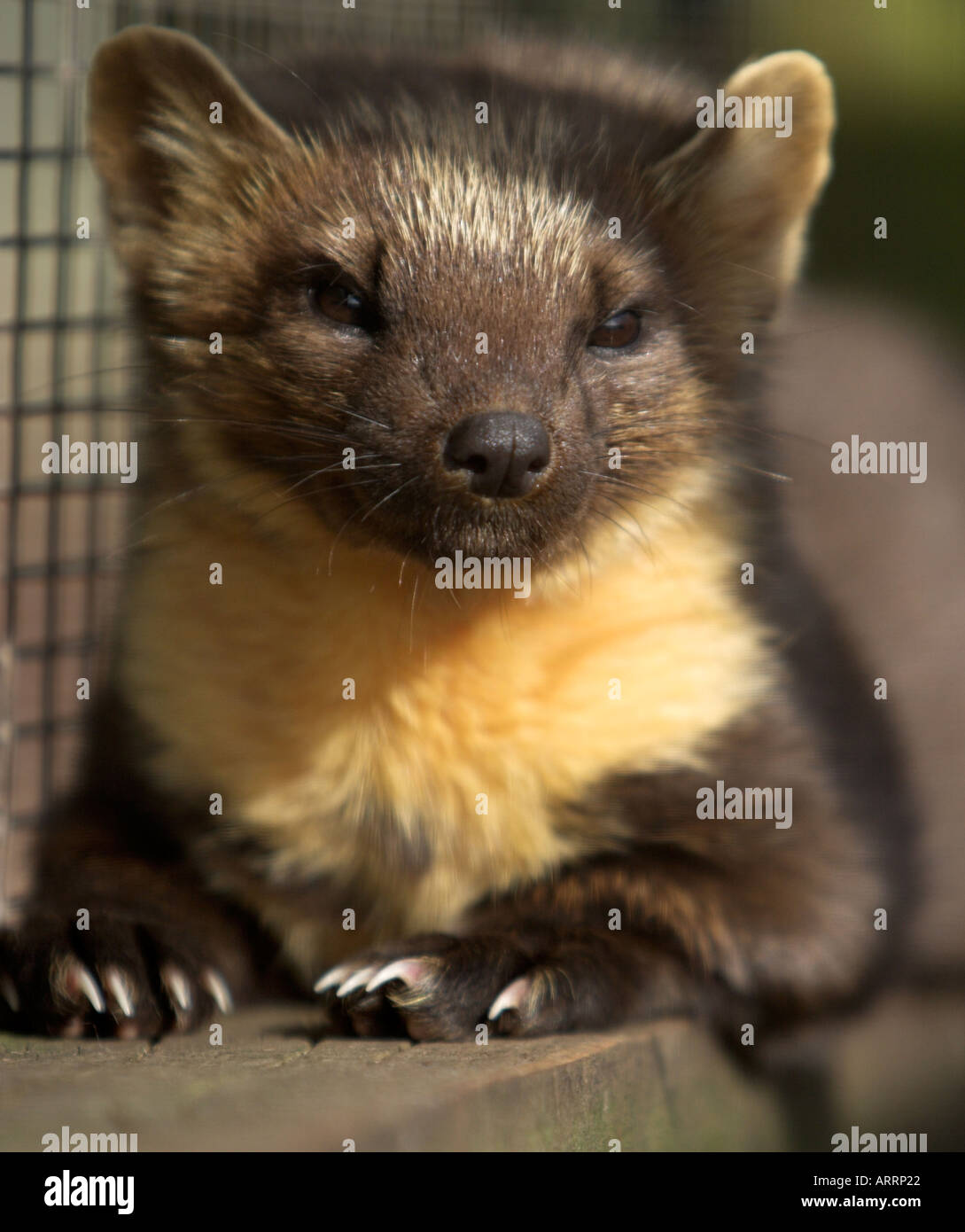 Marten cat hi-res stock photography and images - Alamy