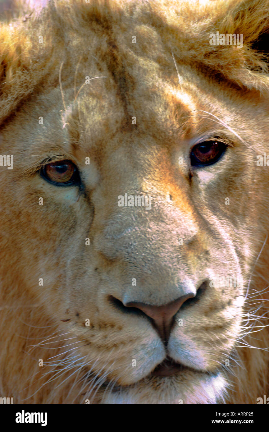 Lion Claws Close Up Stock Photos & Lion Claws Close Up Stock Images - Alamy