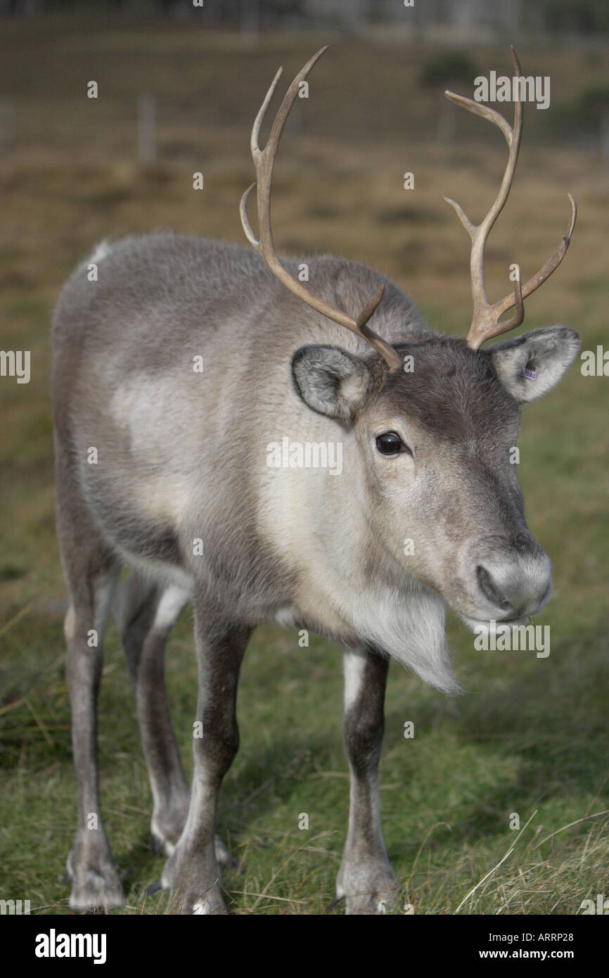 Donner the reindeer hi-res stock photography and images - Alamy