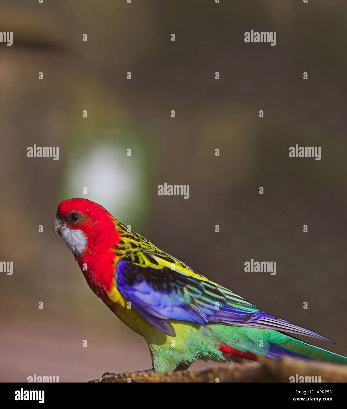 Rosella parrot hi-res stock photography and images - Alamy
