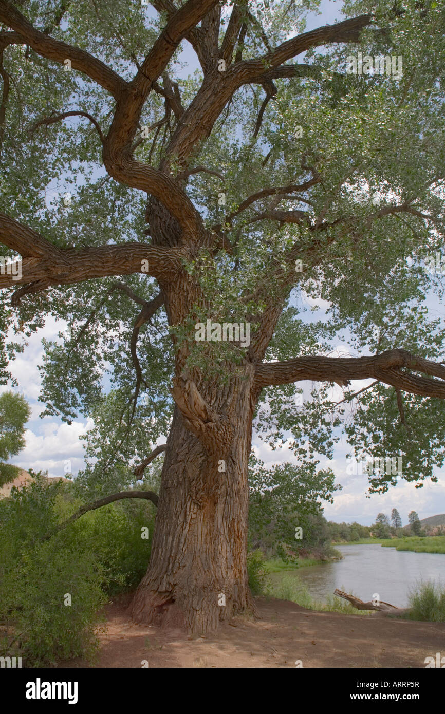 Populus wislizeni hi-res stock photography and images - Alamy