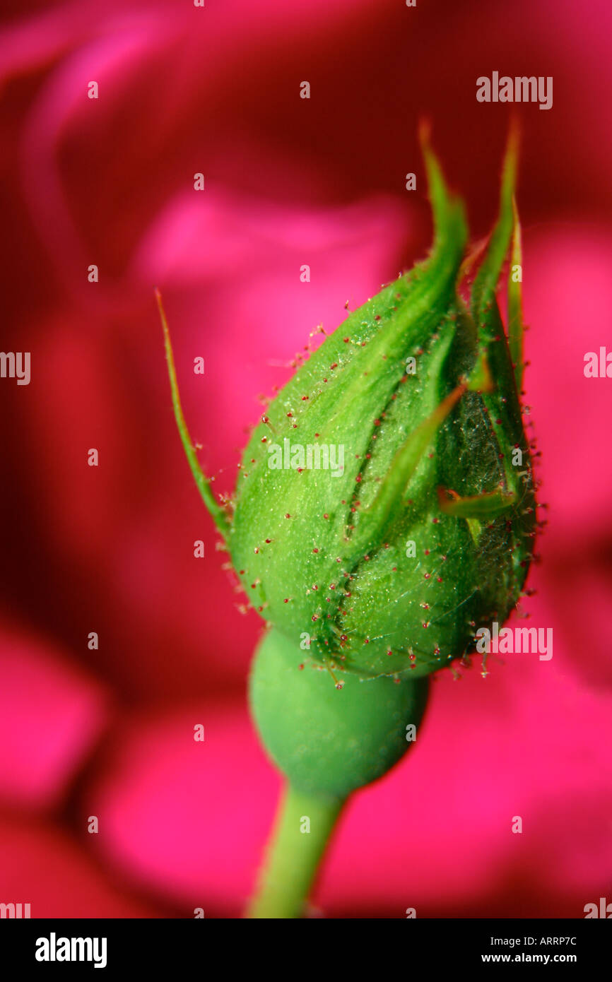 A close up of a red rose bud that's about to burst open Stock Photo - Alamy
