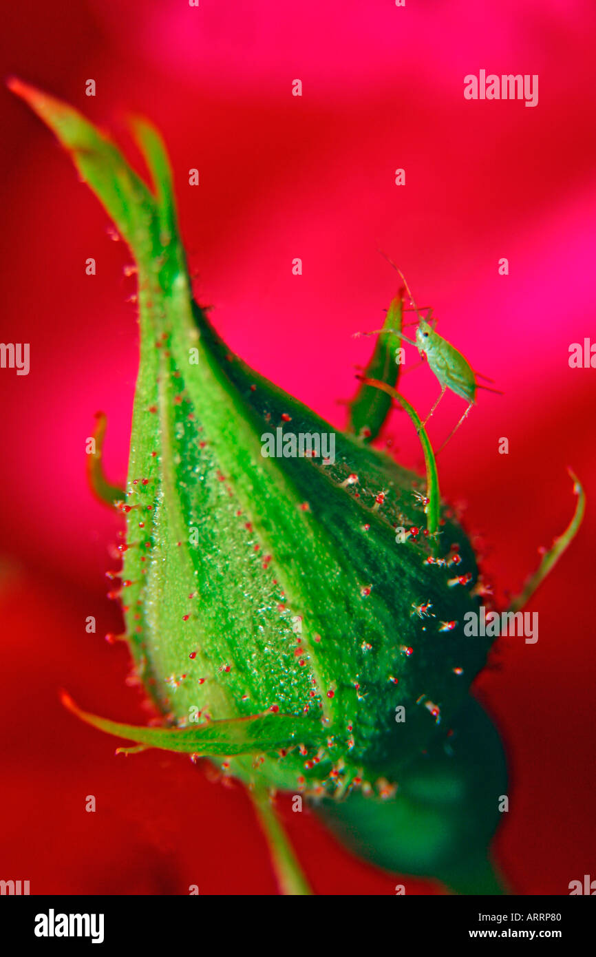 A lone pest, an aphid, prepares to feast on a healthy rose bud Stock ...