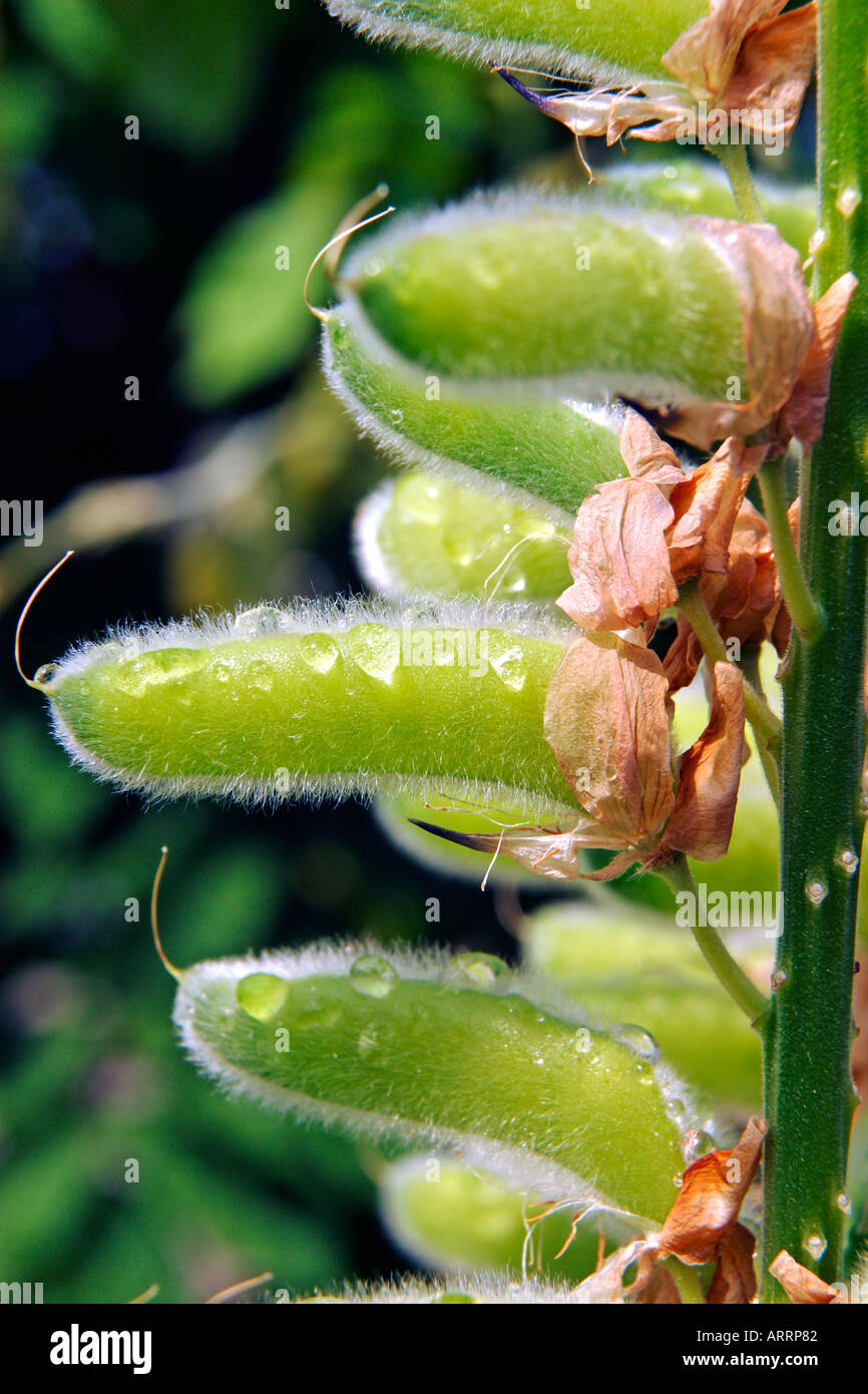 A close up furry seed pods on a lupine that appear after the flowers ...