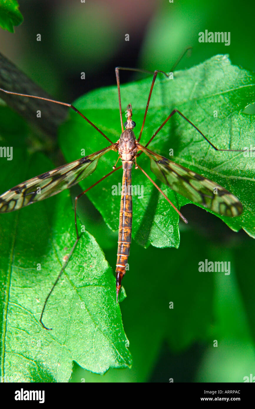 It's not a giant mosquito, it's an adult crane fly. Most people don't ...