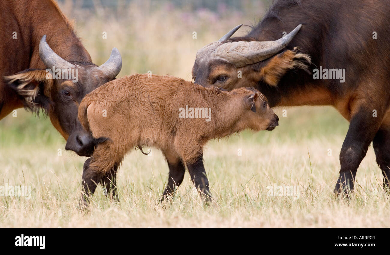 Forest buffalo Syncerus caffer nanus Stock Photo - Alamy