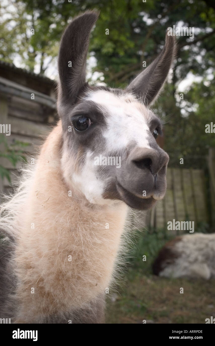 Llama Farm in Cambridgeshire UK Stock Photo - Alamy