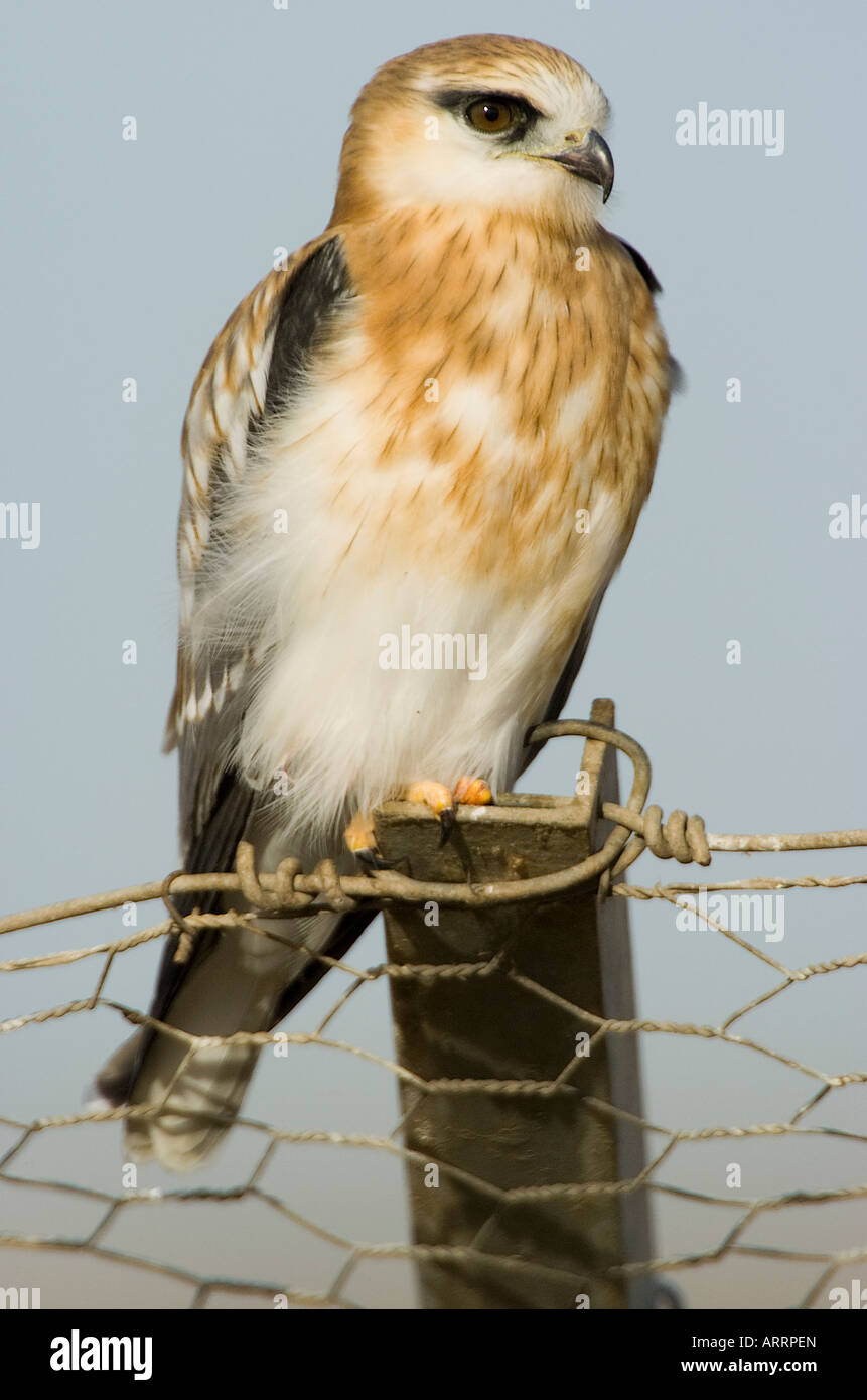 Australian black shouldered kites hi-res stock photography and images ...