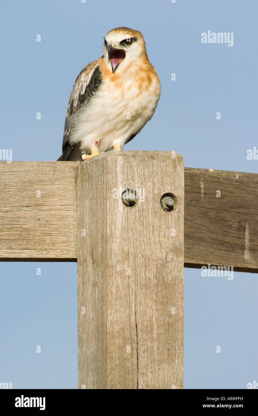 Australian black shouldered kites hi-res stock photography and images ...